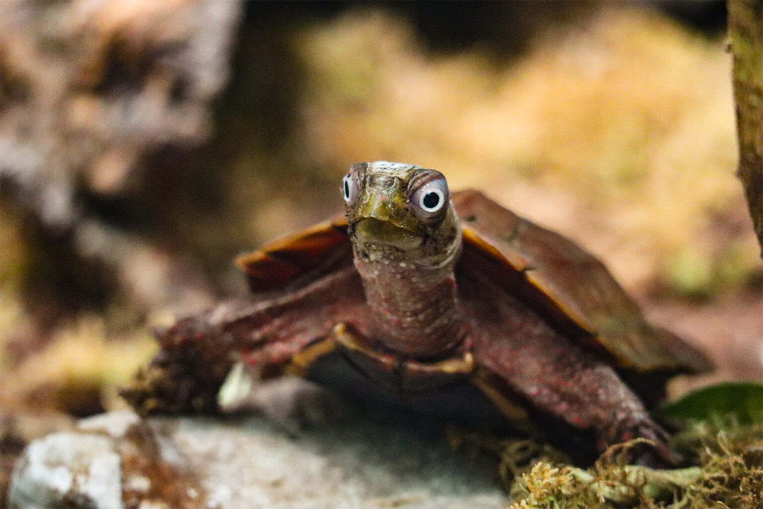 Black-Breasted Leaf Turtle | Our Animals | Fort Wayne Zoo