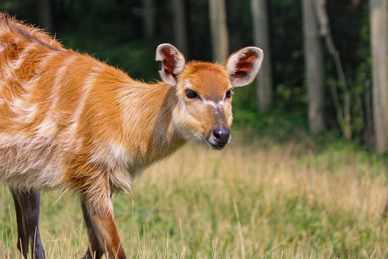 Sitatunga | Our Animals | Fort Wayne Zoo