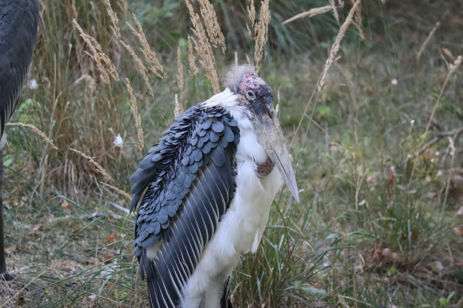 Marabou Stork | Our Animals | Fort Wayne Zoo