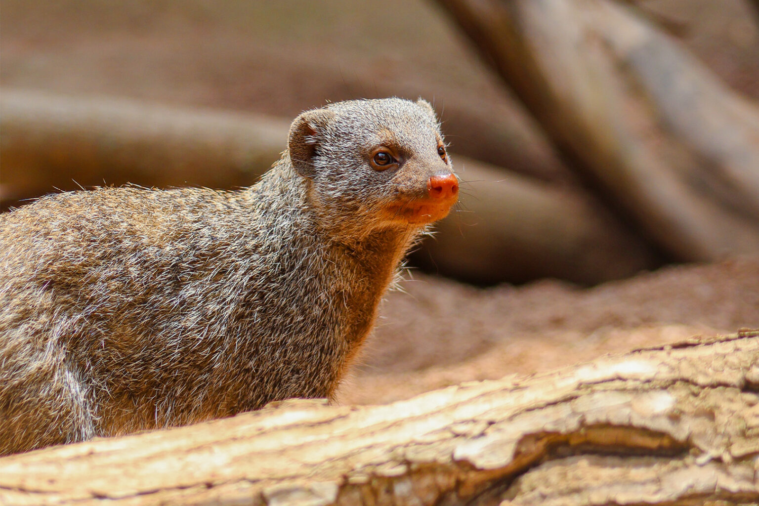 Banded Mongoose | Our Animals | Fort Wayne Zoo