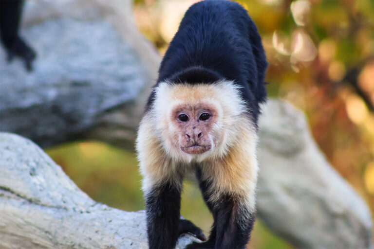 Capuchin Monkey | Our Animals | Fort Wayne Zoo