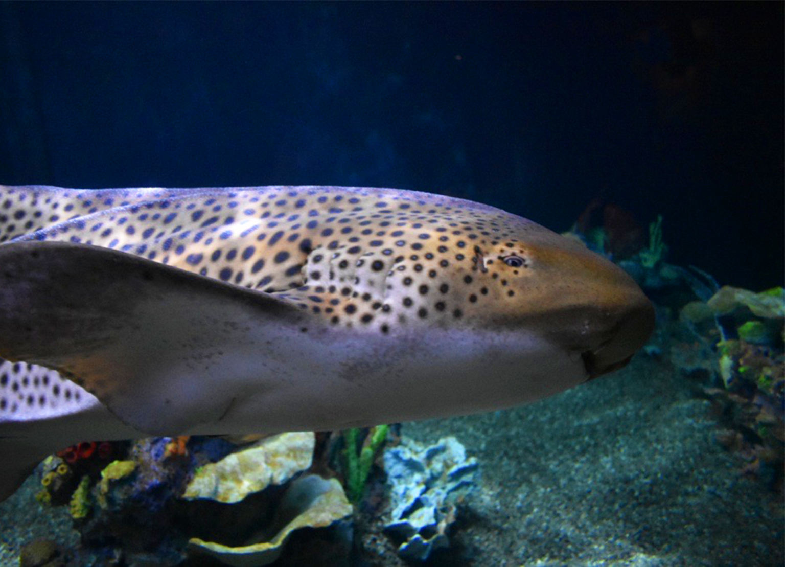 Zebra Shark | Our Animals | Fort Wayne Zoo