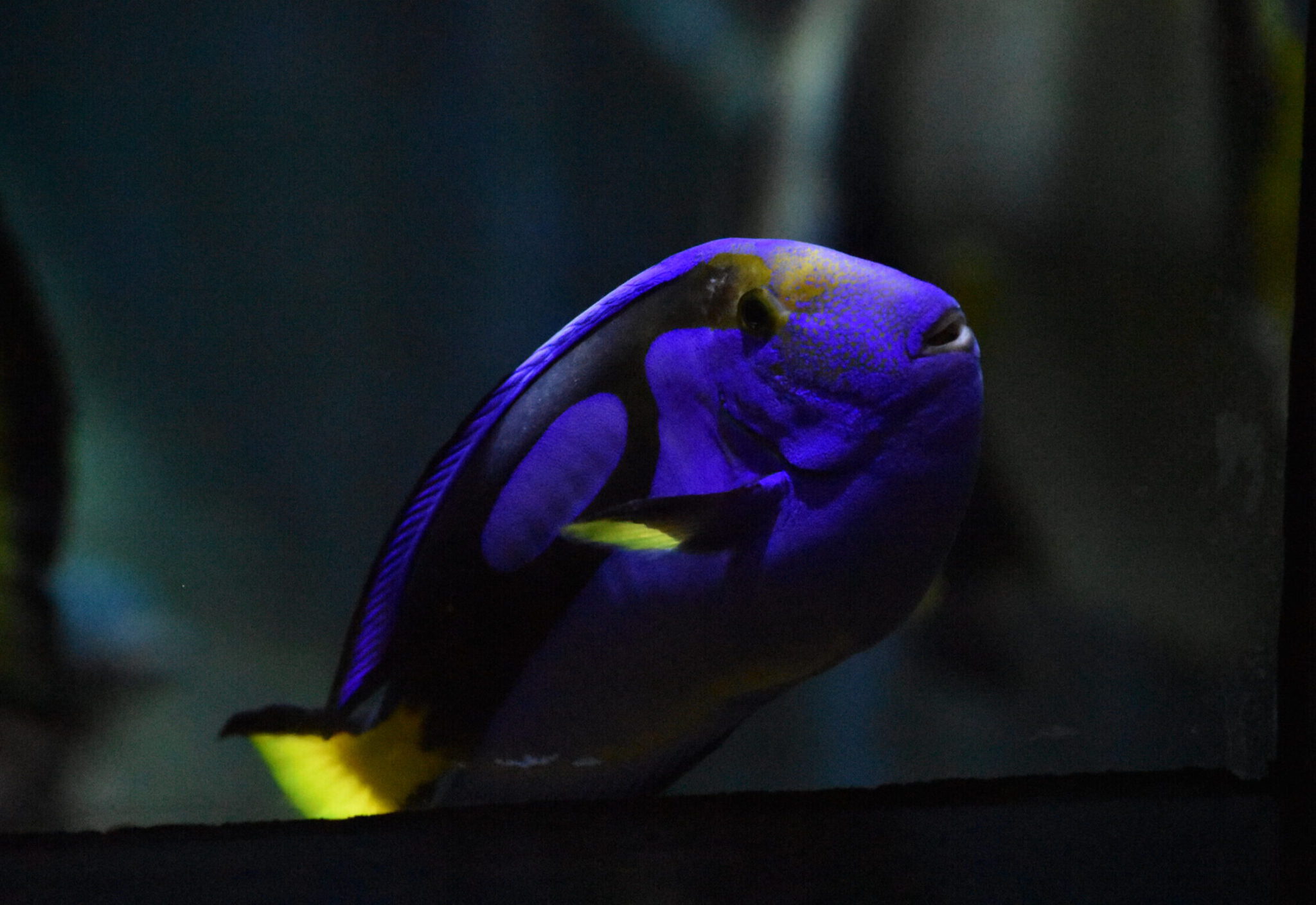 Blue Surgeon Tang | Our Animals | Fort Wayne Zoo