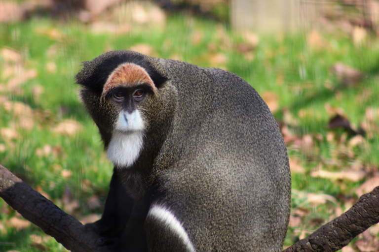 de Brazza’s Monkey | Our Animals | Fort Wayne Zoo