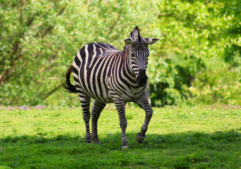 Plains Zebra | Our Animals | Fort Wayne Zoo
