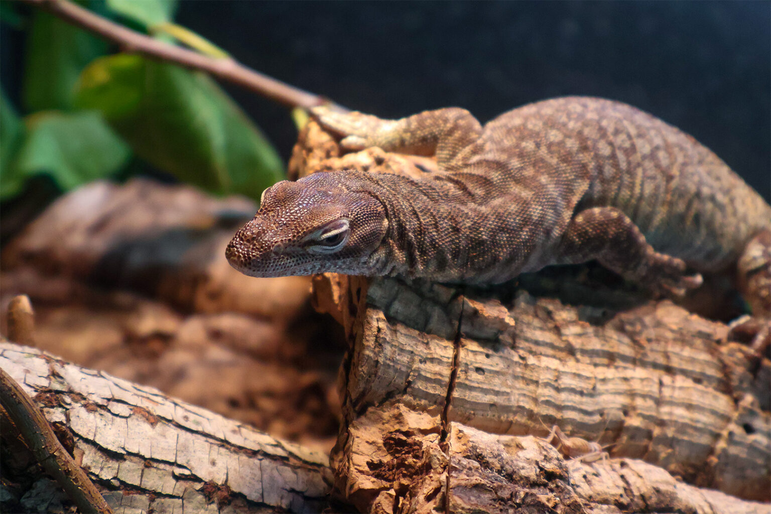 Black-headed Monitor | Our Animals | Fort Wayne Zoo