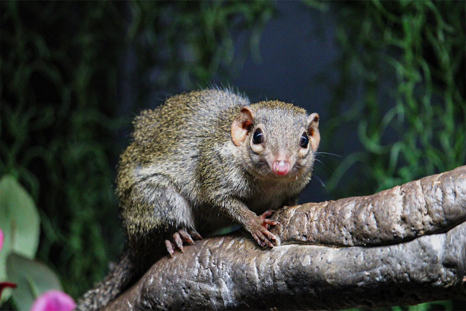 Northern Tree Shrew | Our Animals | Fort Wayne Zoo