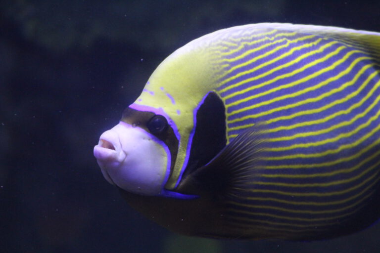 Emperor Angelfish | Our Animals | Fort Wayne Zoo