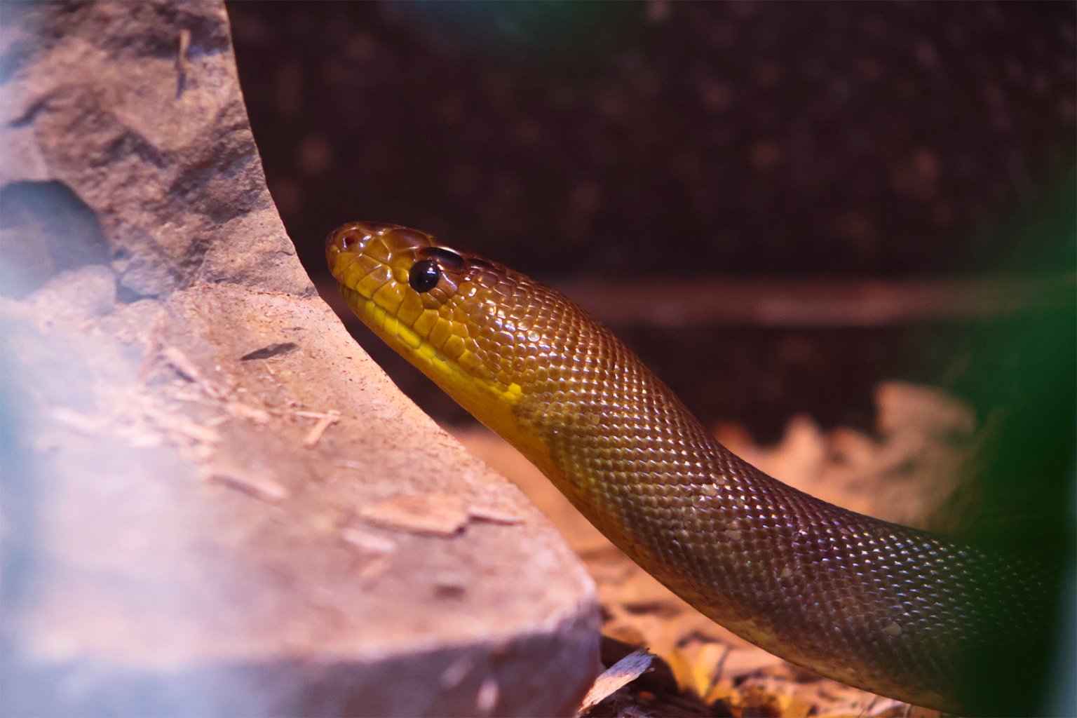 Woma Python | Our Animals | Fort Wayne Zoo