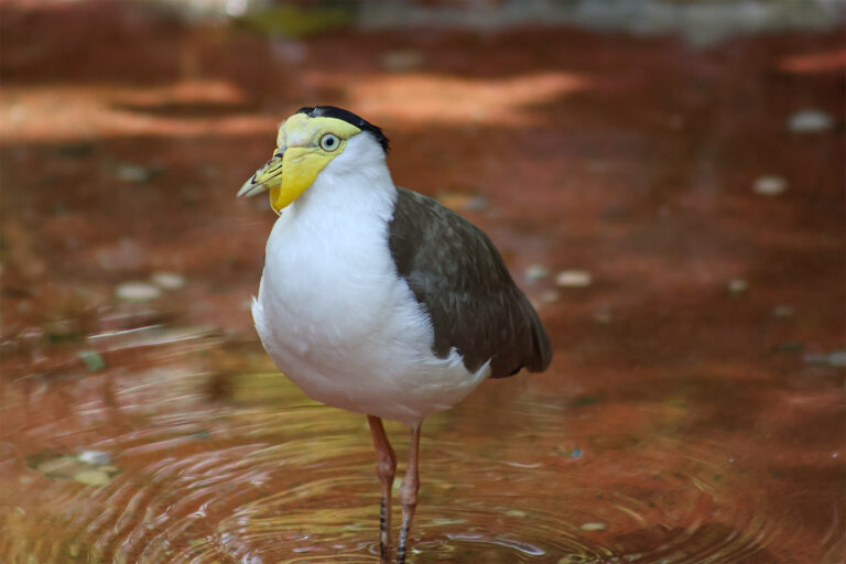 Masked Lapwing | Our Animals | Fort Wayne Zoo