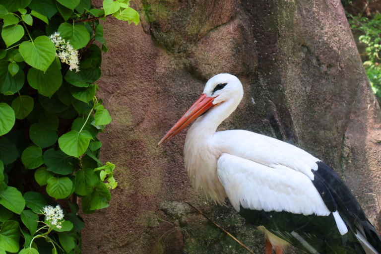White Stork | Our Animals | Fort Wayne Zoo