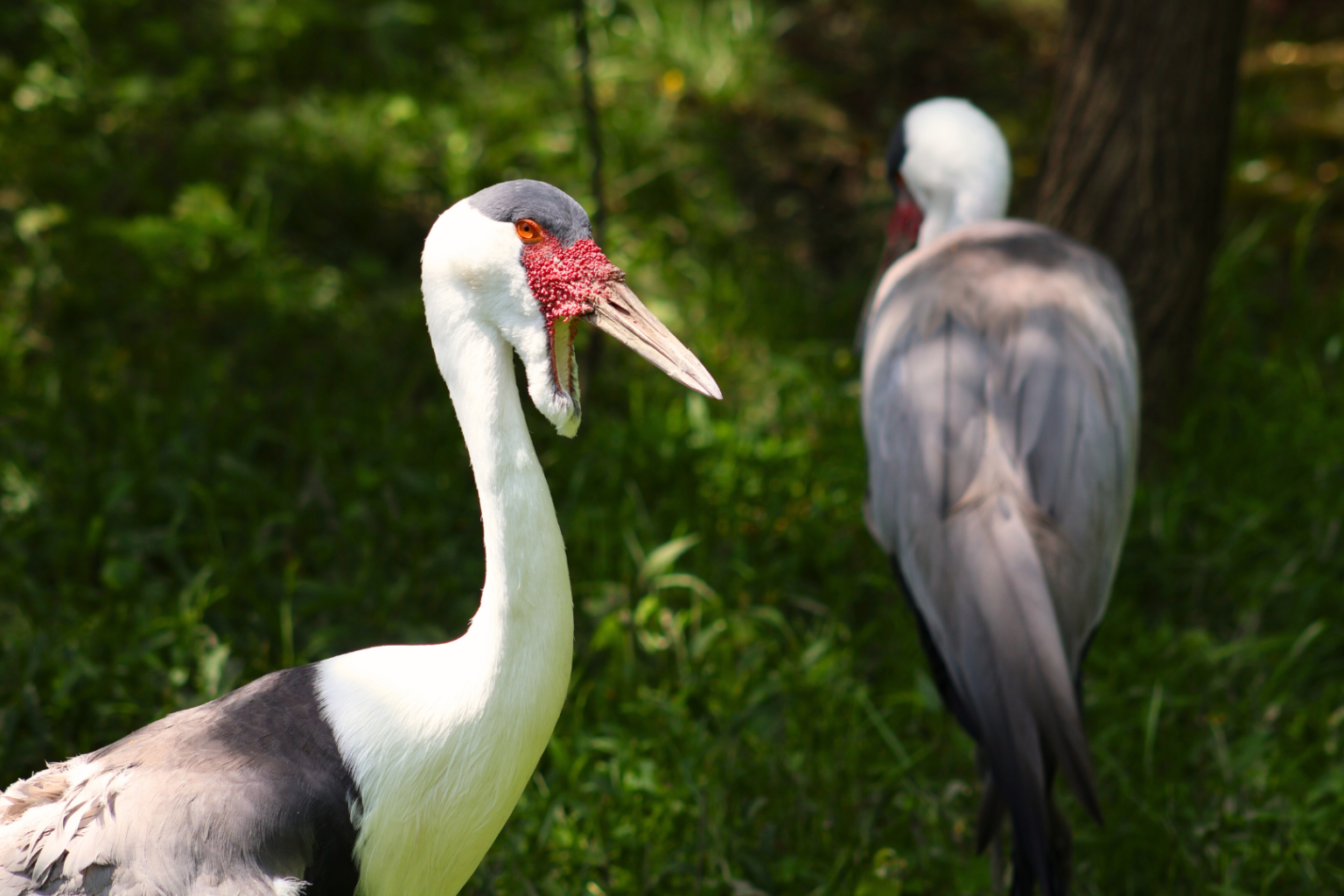 Wattled Crane | Our Animals | Fort Wayne Zoo