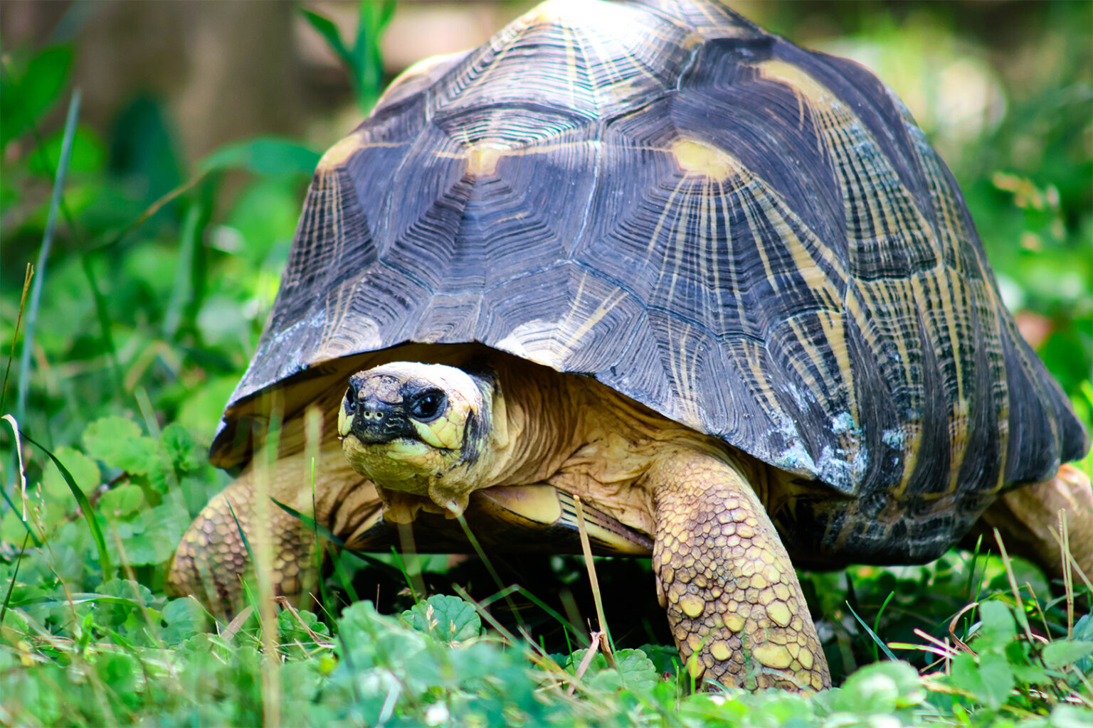 Radiated Tortoise | Our Animals | Fort Wayne Zoo