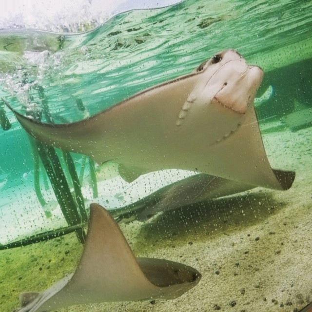 Meet the Cownose Stingray | Blog | Fort Wayne Zoo