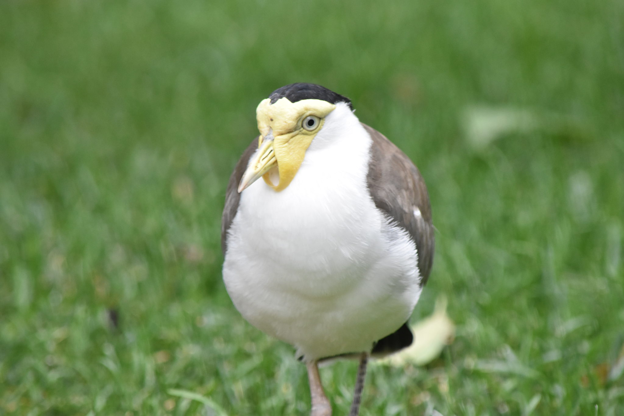 10 Steps Through The Australian Aviary | Blog | Fort Wayne Zoo