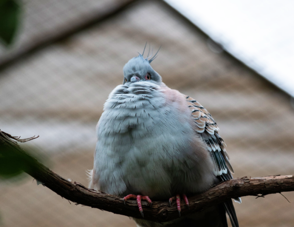 10 Steps Through The Australian Aviary | Blog | Fort Wayne Zoo