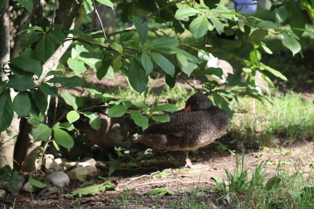 10 Steps Through The Australian Aviary | Blog | Fort Wayne Zoo