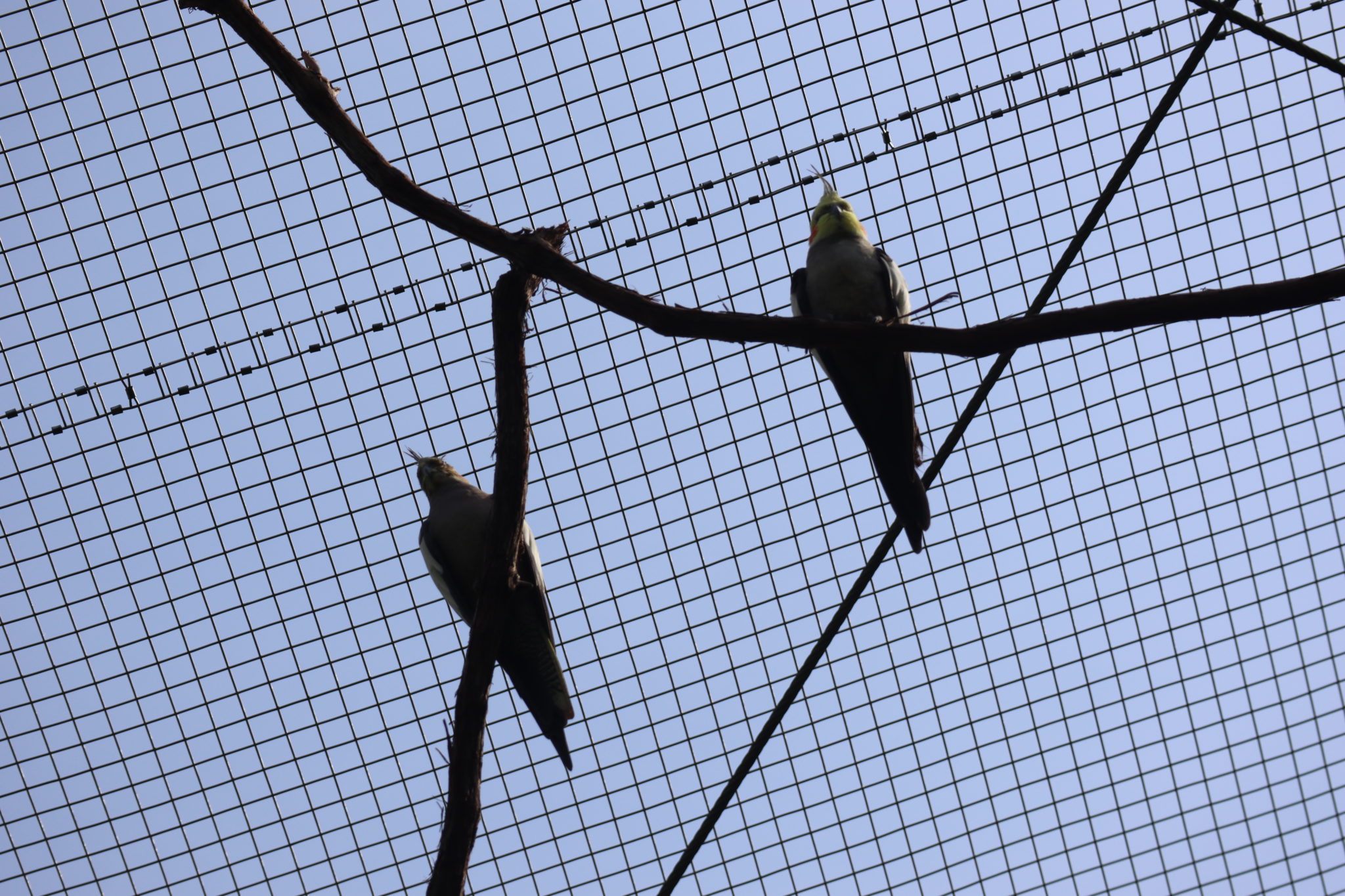 10 Steps Through The Australian Aviary | Blog | Fort Wayne Zoo