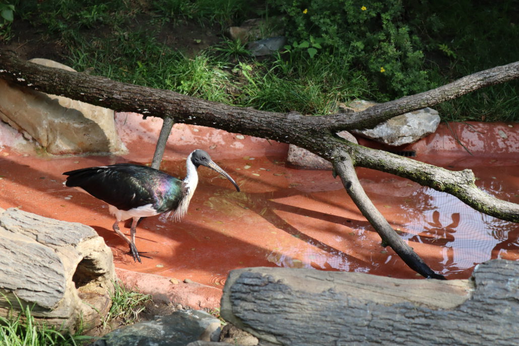 10 Steps Through The Australian Aviary | Blog | Fort Wayne Zoo