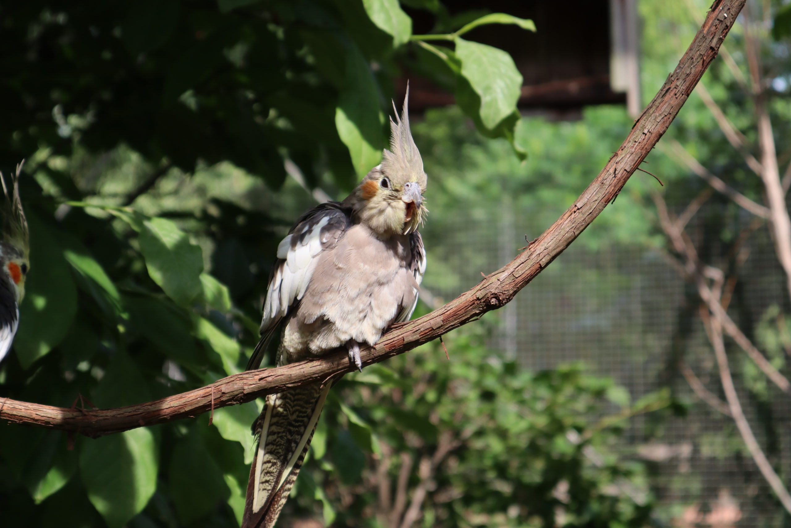 10 Steps Through The Australian Aviary | Blog | Fort Wayne Zoo