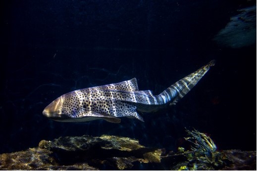 Valentine, the EGGs-ellent Shark | Blog | Fort Wayne Zoo