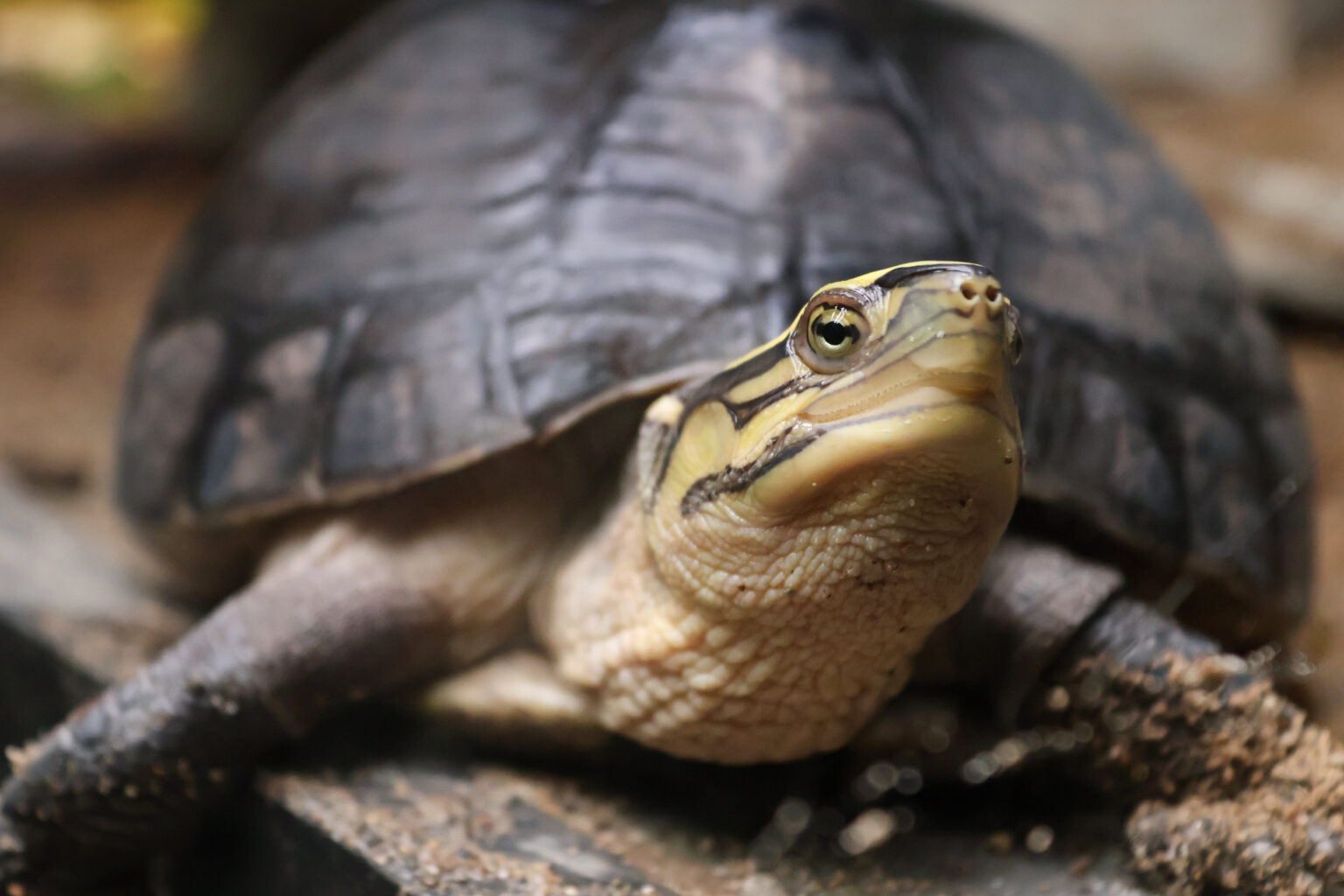 Southeast Asian Box Turtle | Our Animals | Fort Wayne Zoo