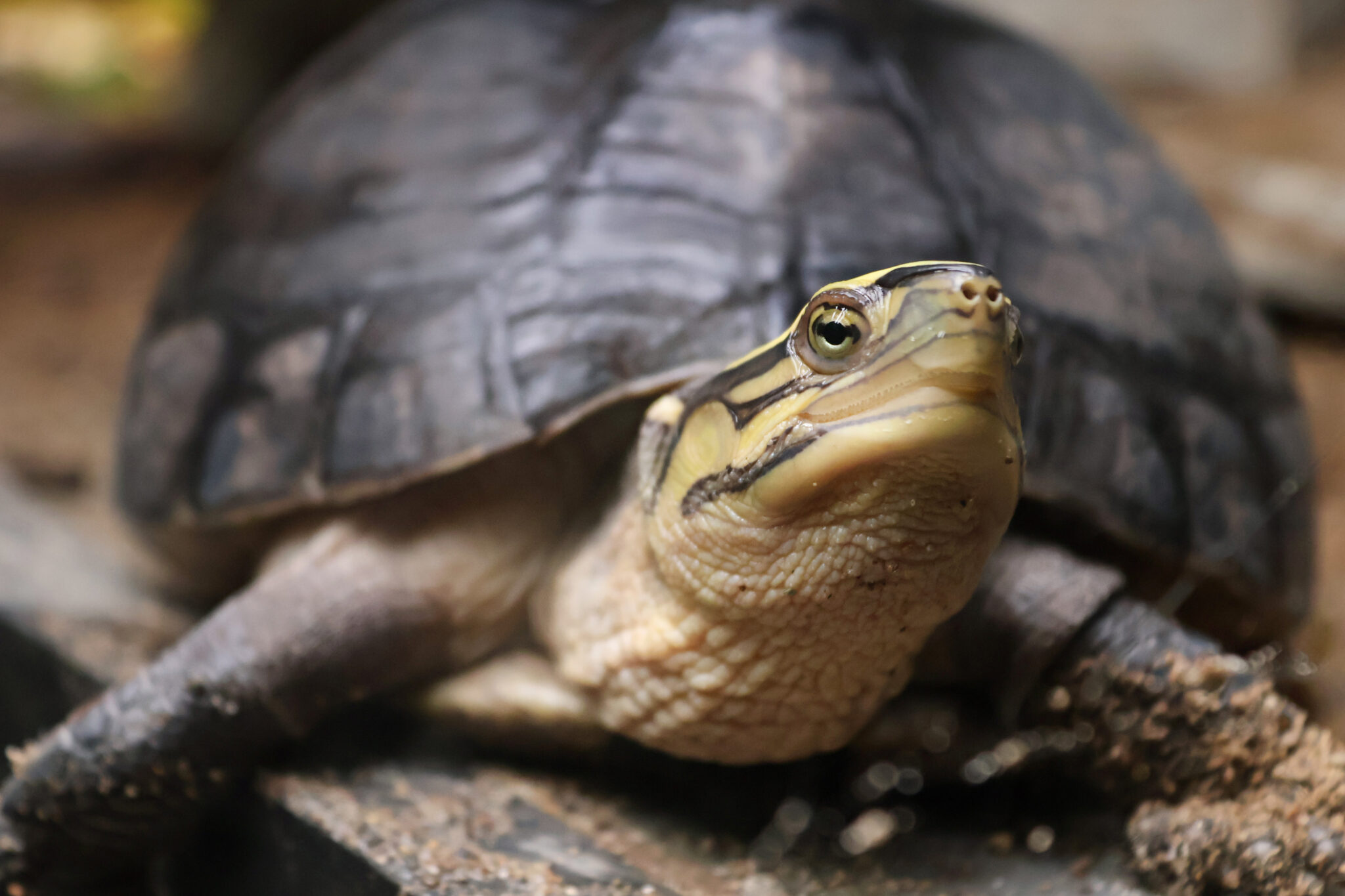 Southeast Asian Box Turtle | Our Animals | Fort Wayne Zoo