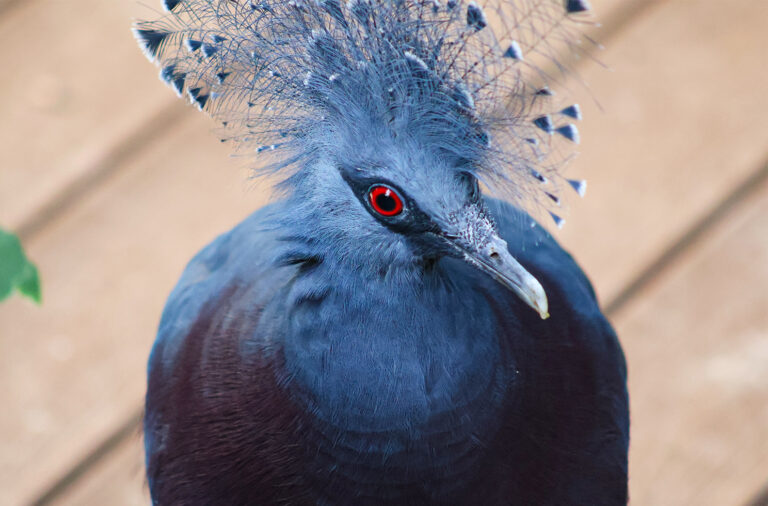 Victoria Crowned Pigeon | Our Animals | Fort Wayne Zoo