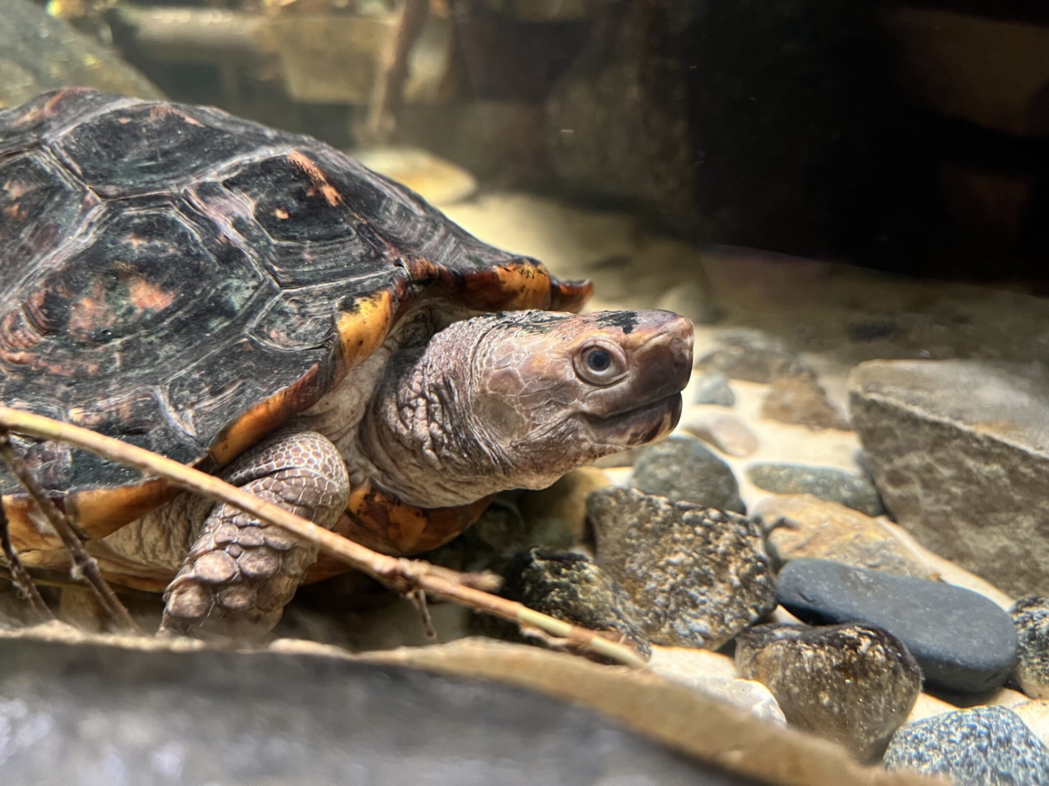 Sulawesi Forest Turtle | Our Animals | Fort Wayne Zoo