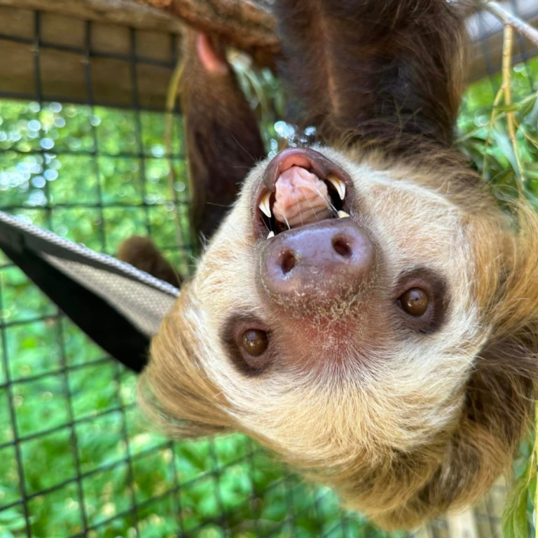 Hoffmann’s Two-toed Sloth | Our Animals | Fort Wayne Zoo