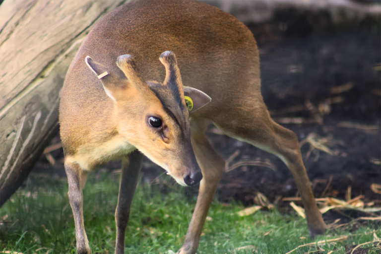 Muntjac | Our Animals | Fort Wayne Zoo