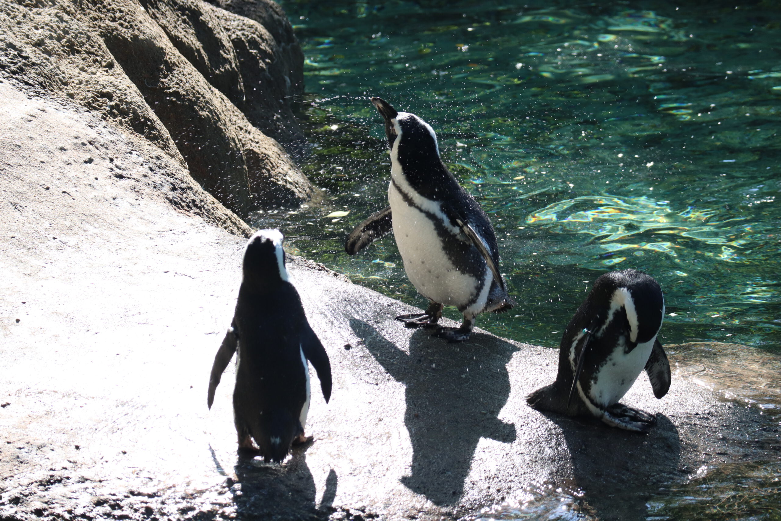 SAFE African Penguin | Fort Wayne Zoo