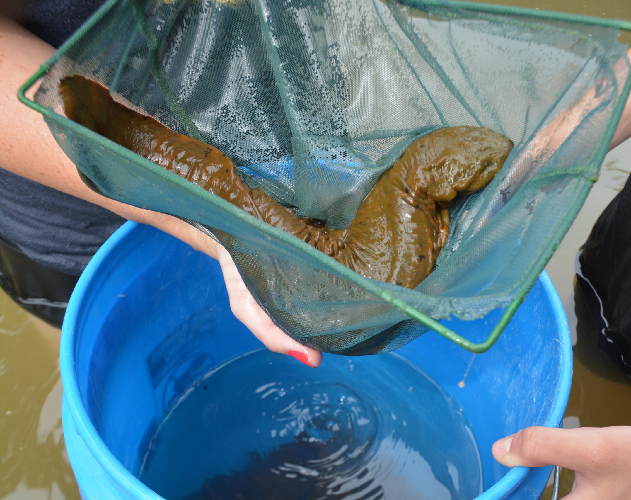 Help the Hellbender | Fort Wayne Zoo