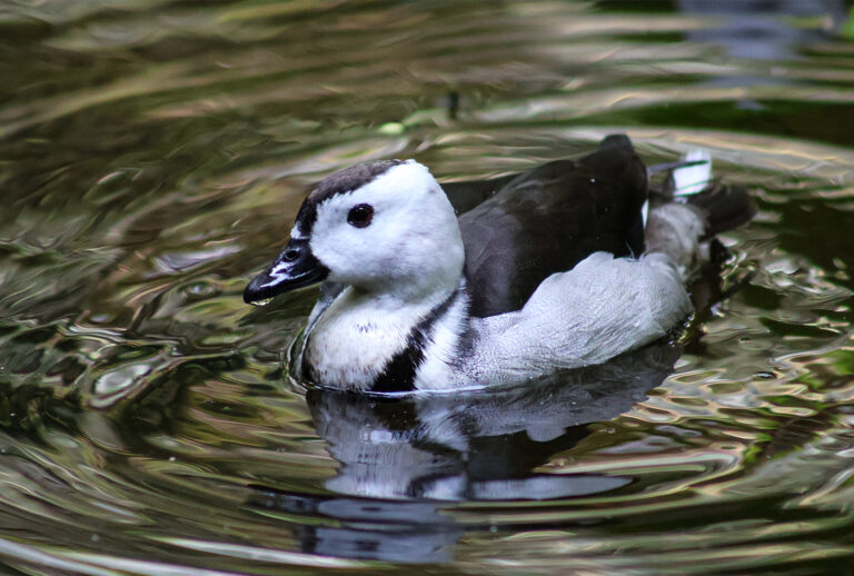 Indian Pygmy Goose | Our Animals | Fort Wayne Zoo