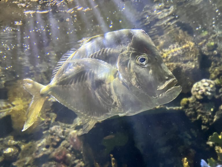 Lookdown | Our Animals | Fort Wayne Zoo