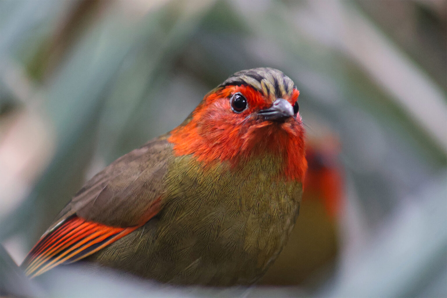 Scarlet-faced Liocichla | Our Animals | Fort Wayne Zoo