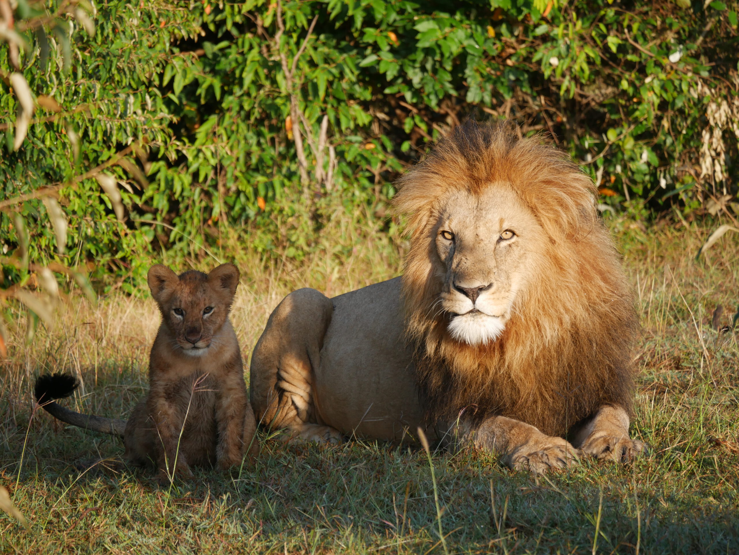 Lion Guardians | Fort Wayne Zoo