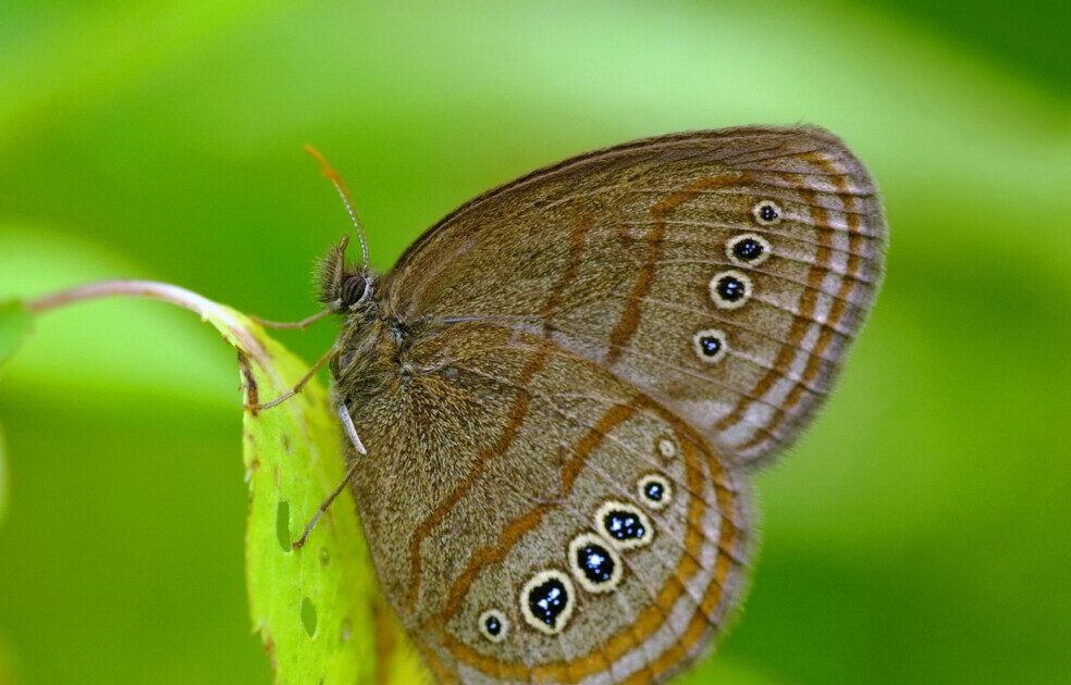 Mitchell’s Satyr Butterfly Introduction | Fort Wayne Zoo