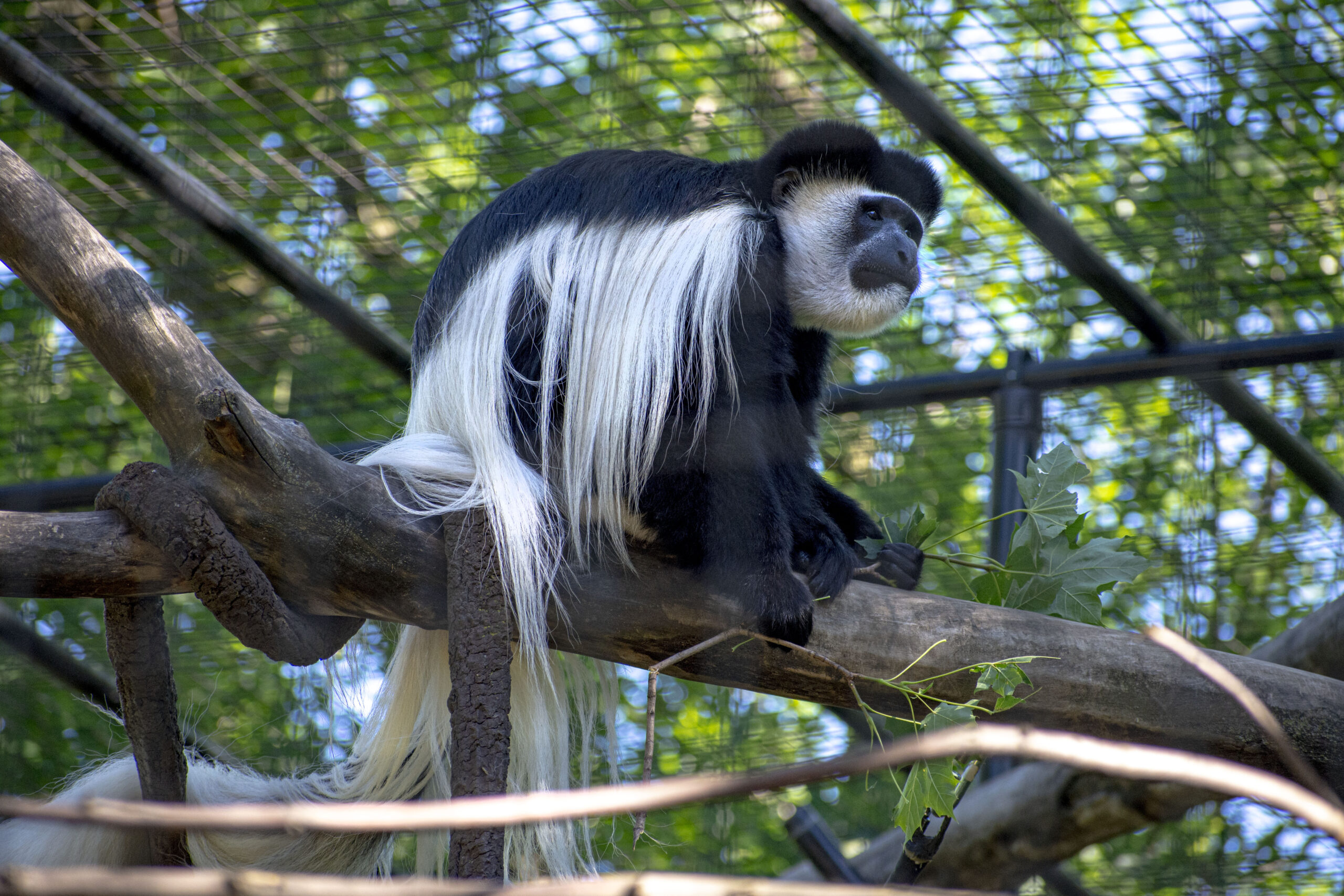 Pan African Sanctuary Alliance | Fort Wayne Zoo