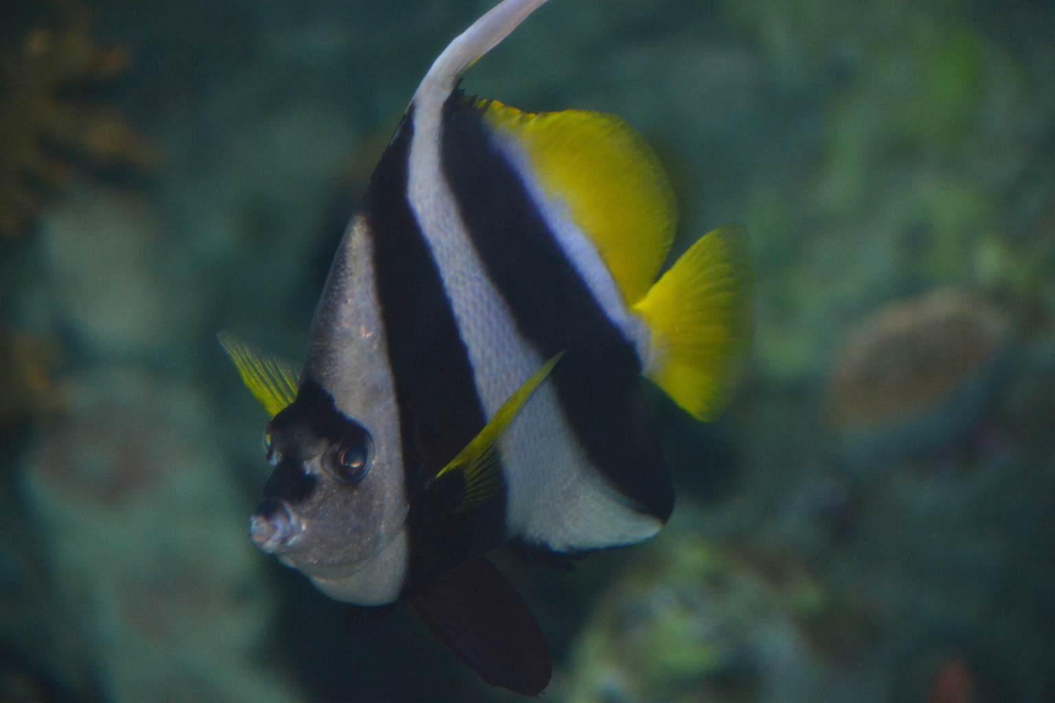 Pennant Coralfish | Our Animals | Fort Wayne Zoo