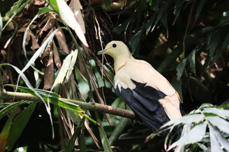 Pied Imperial Pigeon | Our Animals | Fort Wayne Zoo