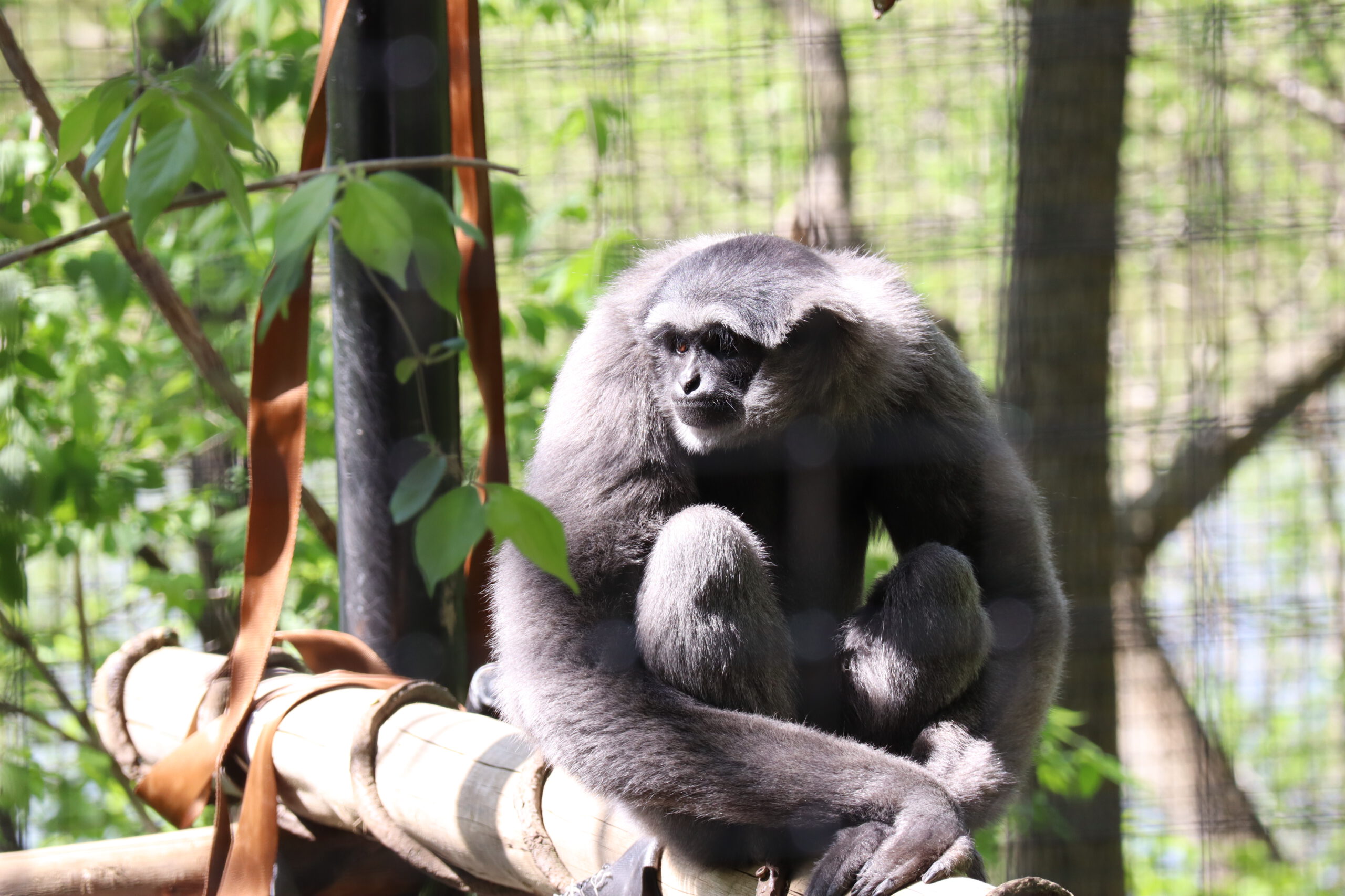 Primate Conservation in Central Java | Fort Wayne Zoo