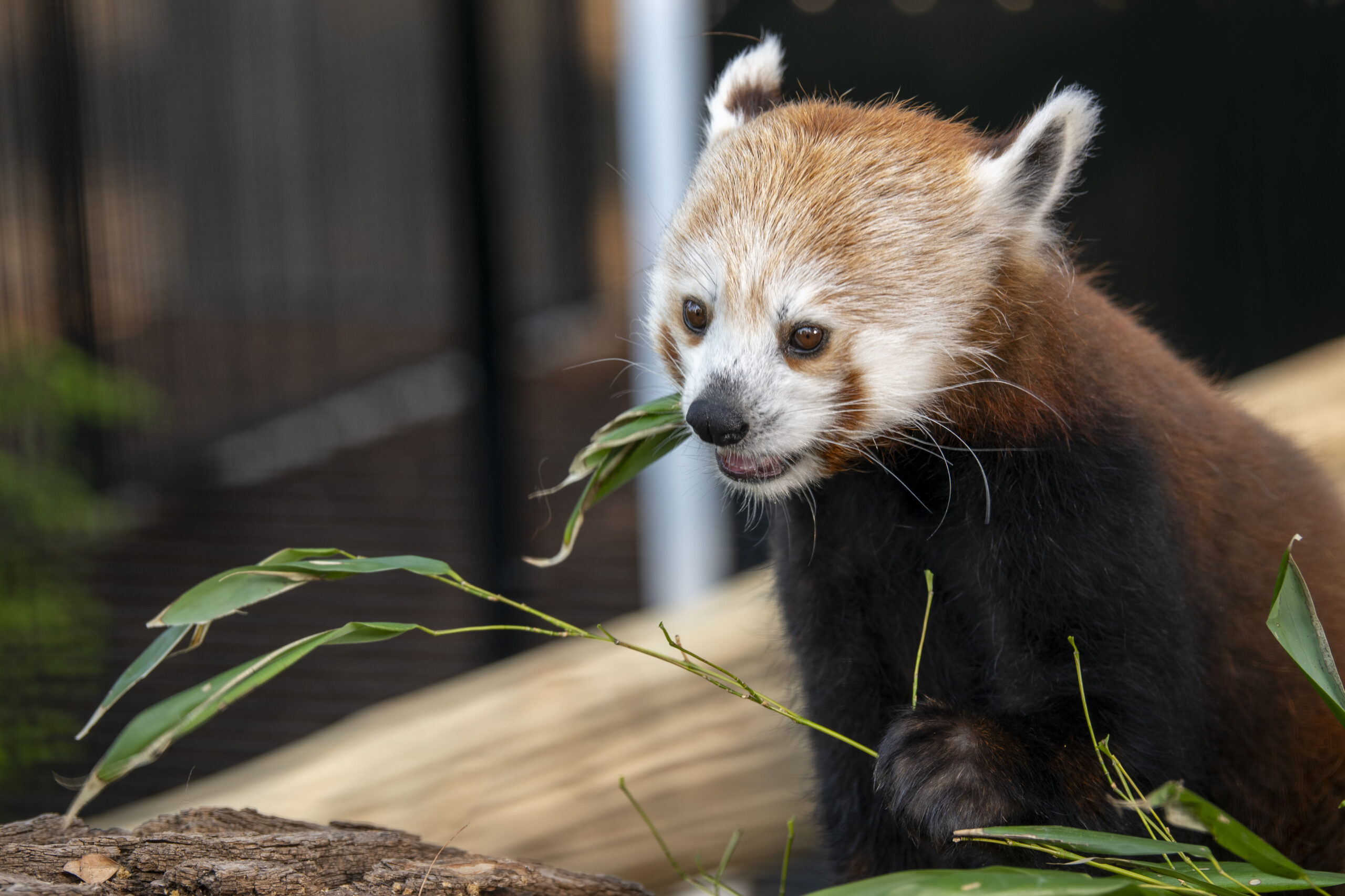 Red Panda Network | Fort Wayne Zoo