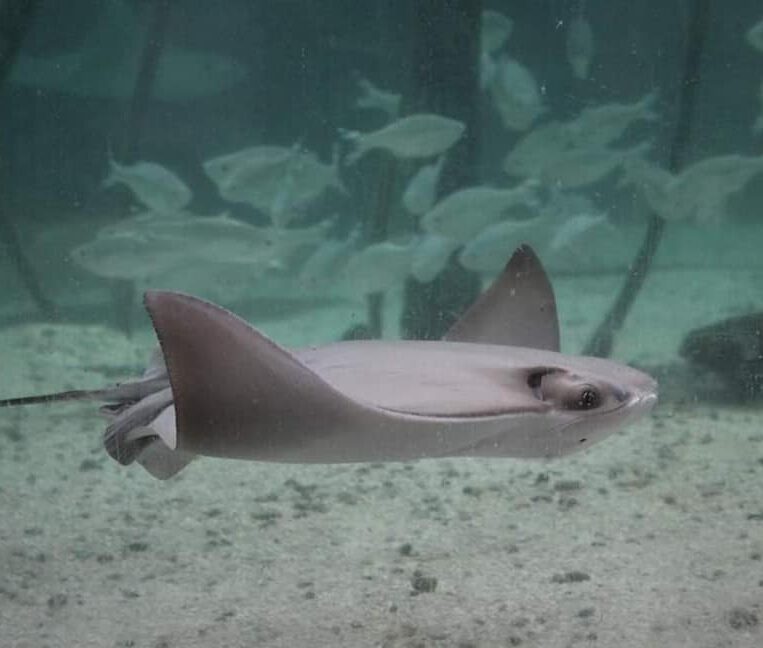 Wildlife Conservation Society – Sharks and Rays Conservation | Fort ...