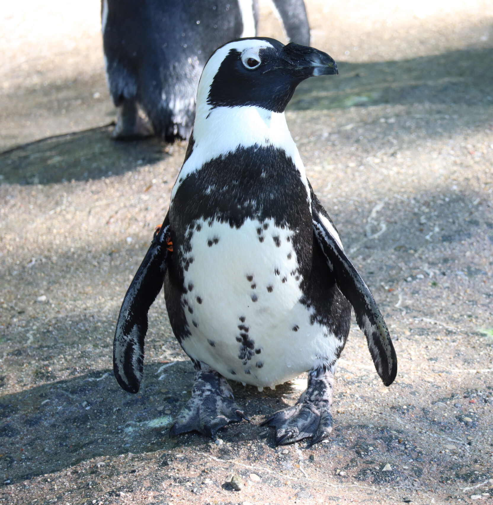 South African Foundation for the Conservation of Coastal Birds | Fort ...
