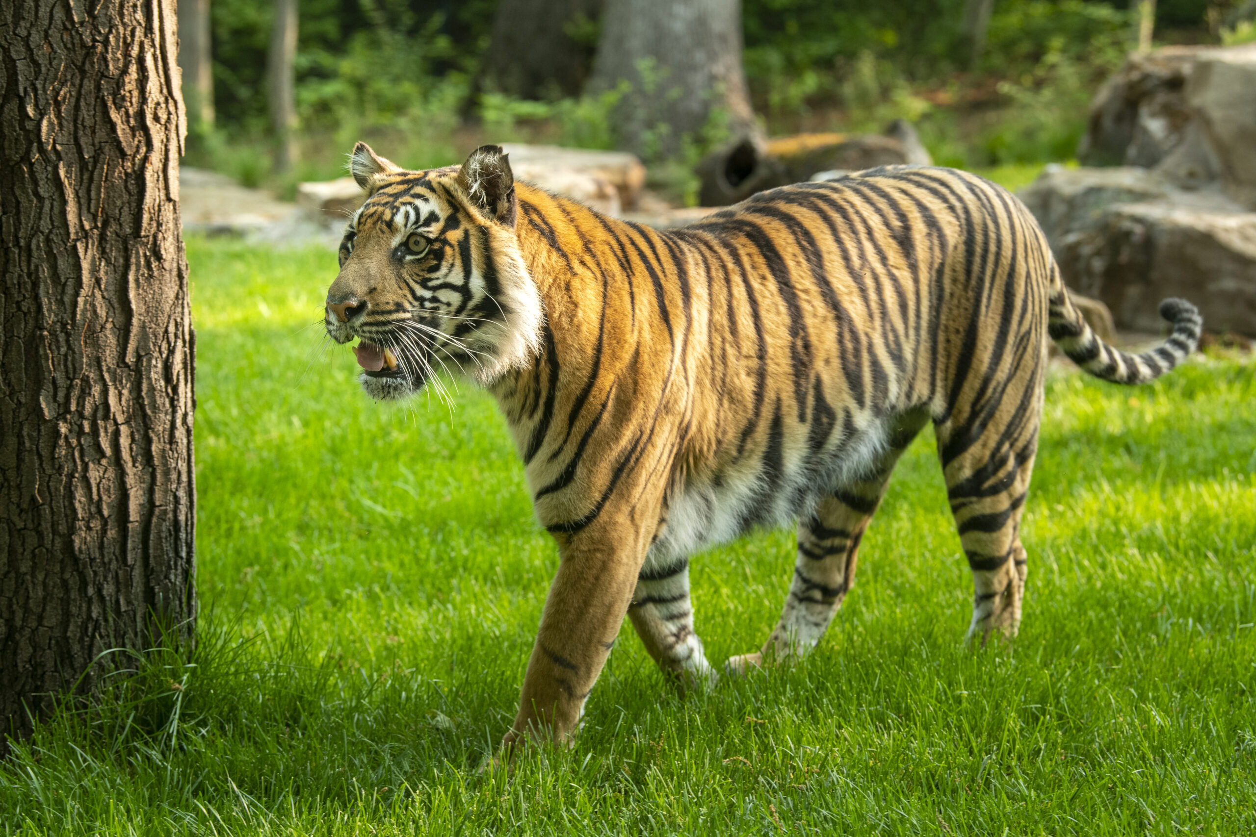 Tiger SSP | Fort Wayne Zoo