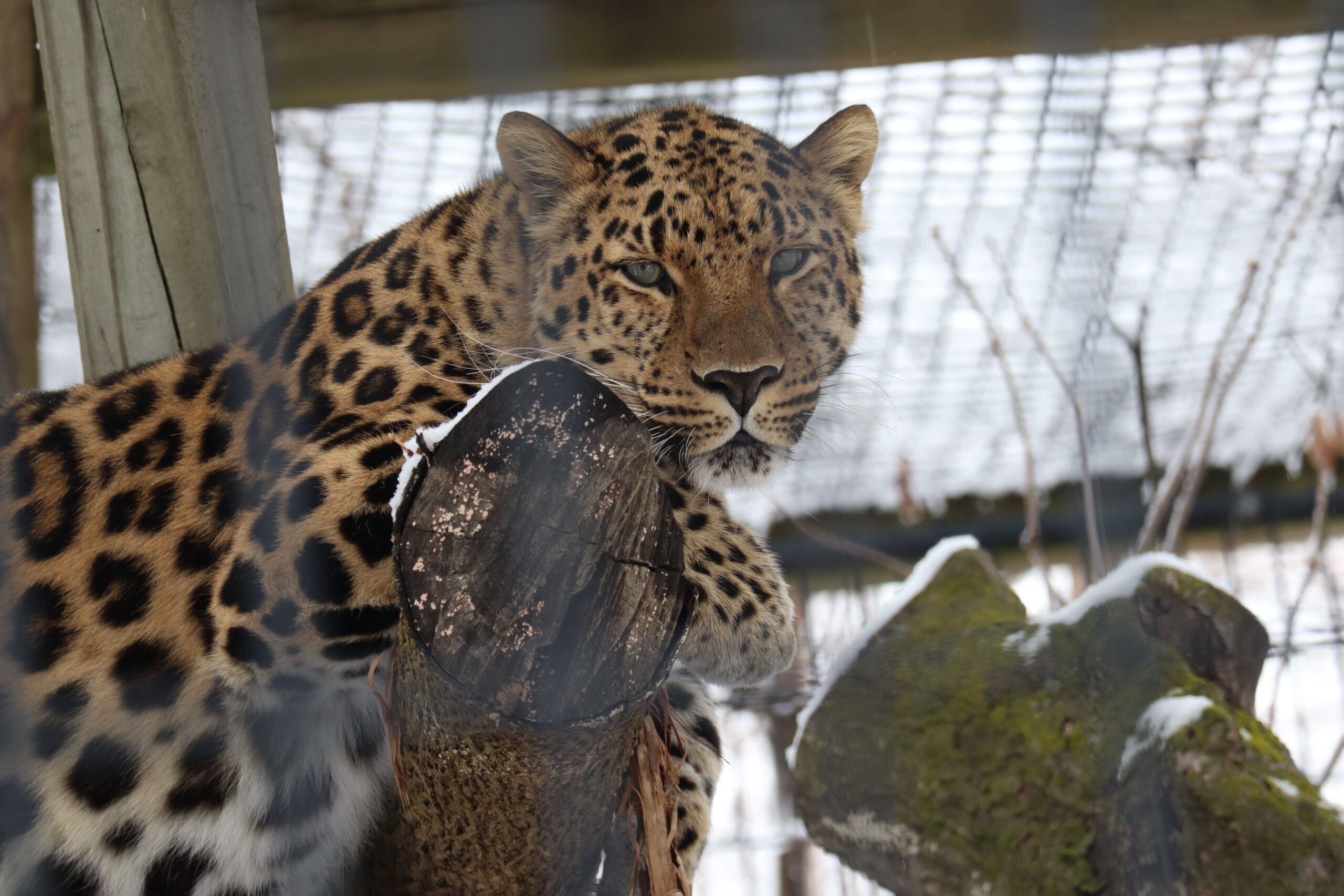 WildCats Conservation Alliance | Fort Wayne Zoo