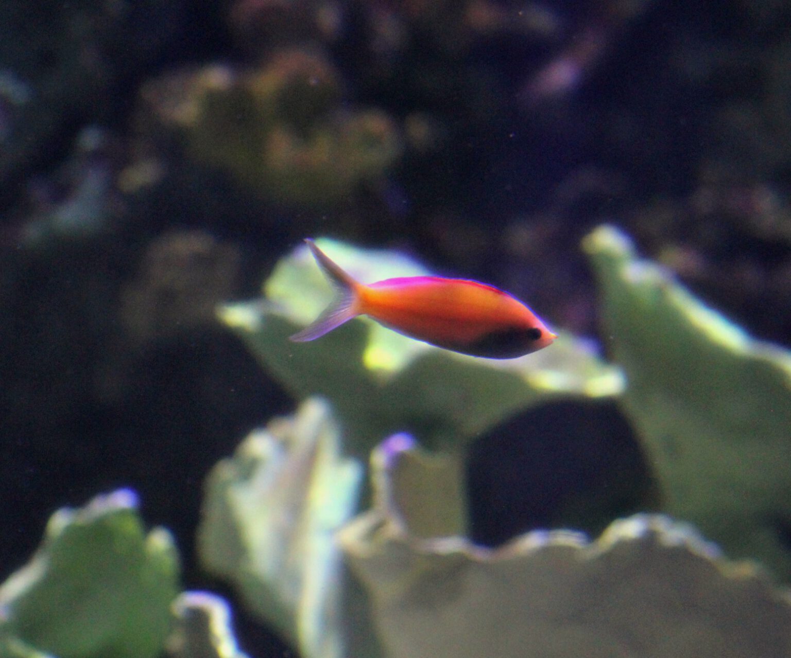 Peach Fairy Basslet | Our Animals | Fort Wayne Zoo