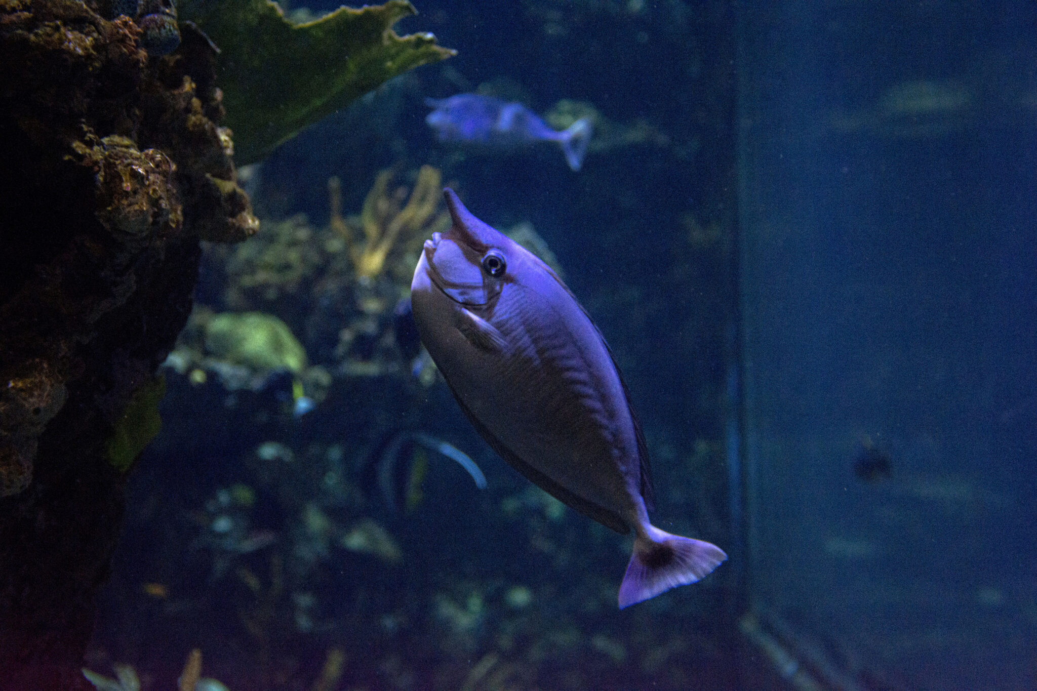 Shortnosed Unicorn Tang | Our Animals | Fort Wayne Zoo