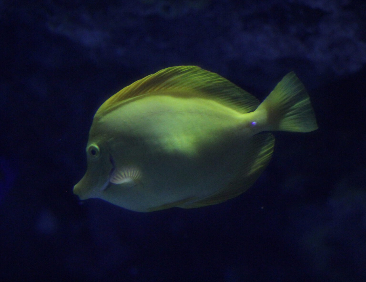 Yellow Tang | Our Animals | Fort Wayne Zoo